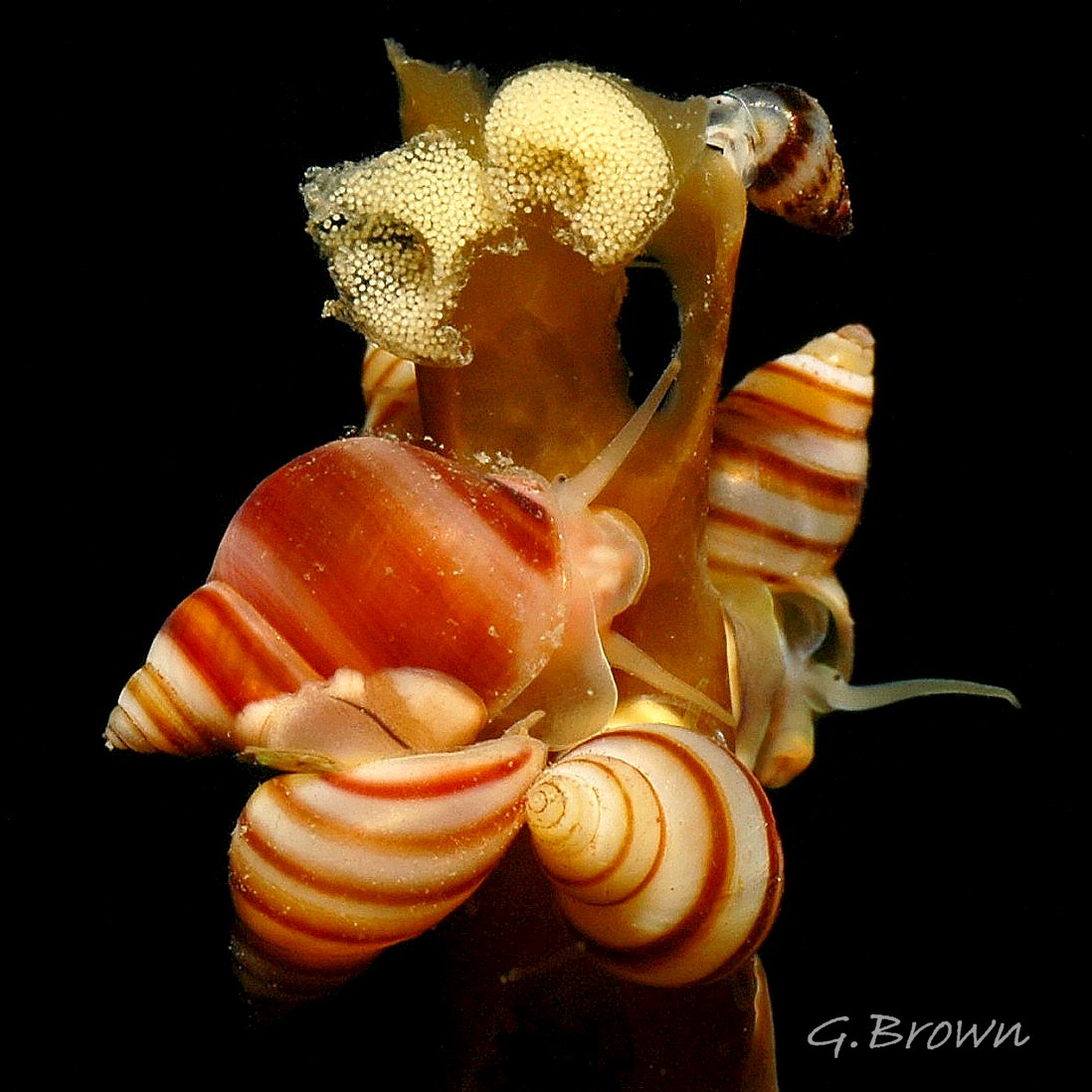 Lacuna vincta. Typically four spiral bands on final whorl, but often merge into fewer broader ...